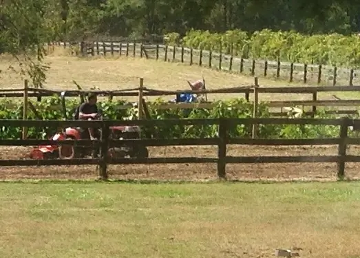 Winemaker – Silver Springs Farm | Lexington, Kentucky